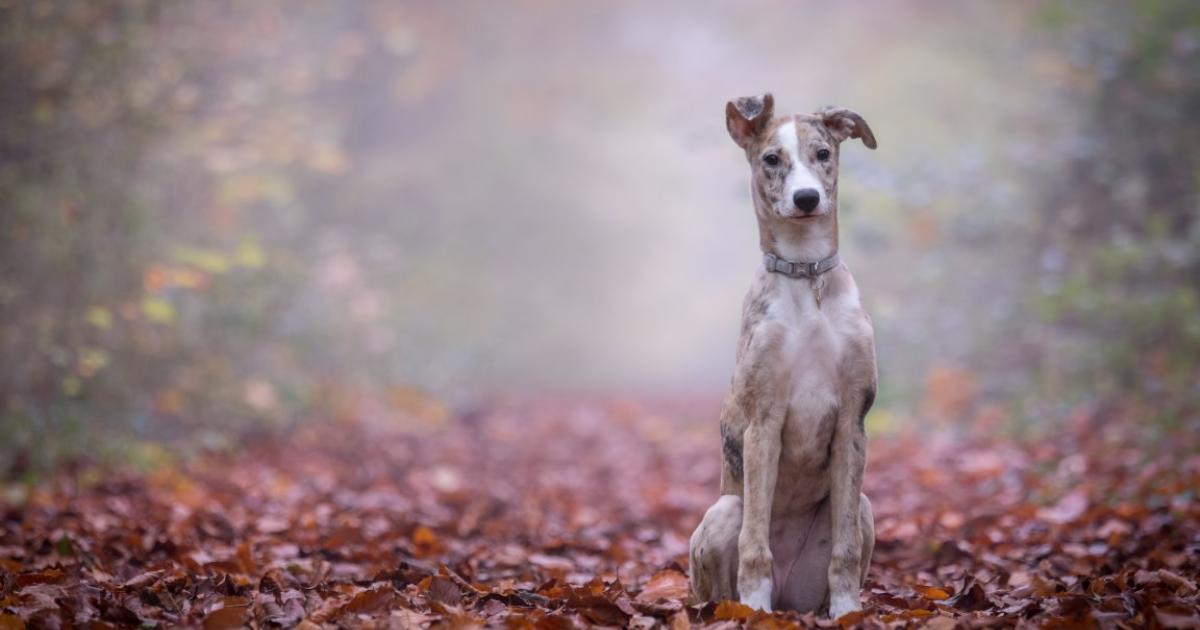 Tout savoir sur l'identification du chien